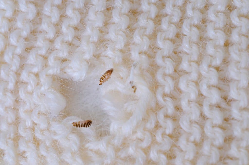 Identifying and Eliminating Moth Larvae in Your Home | Clark Pest Control